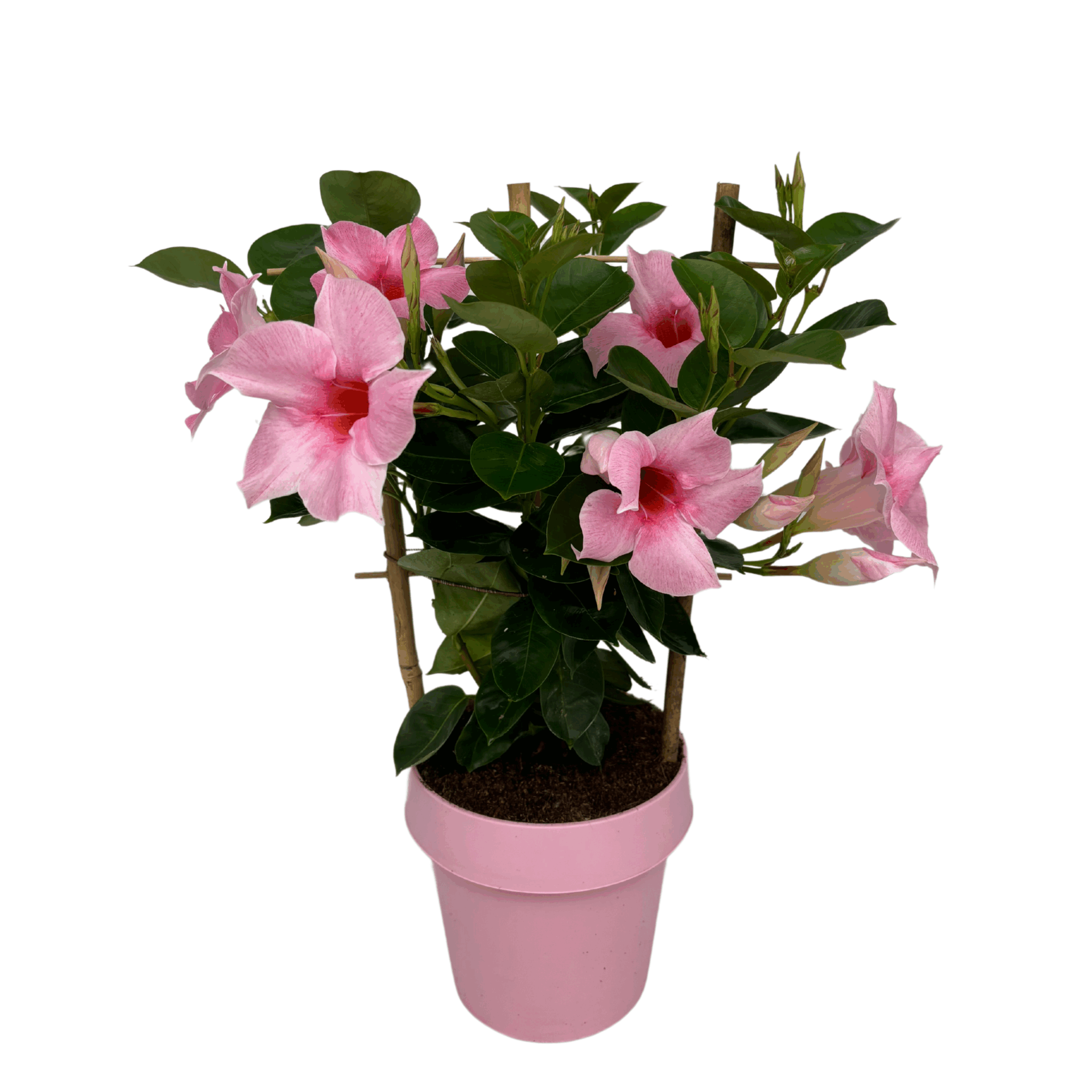 Mandevilla Sundaville Cream Pink - Mandevillashop