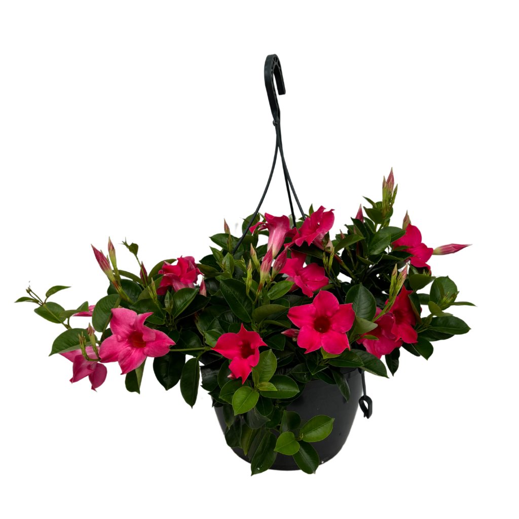 Buy Mandevilla Dipladenia Sundaville Pink Hanging Pot