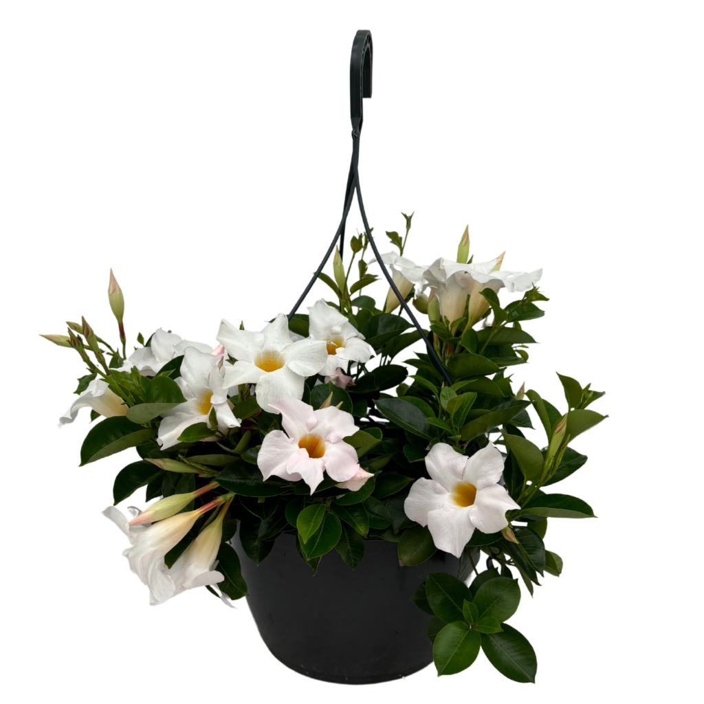 Buy Mandevilla Dipladenia Sundaville White Hanging Pot
