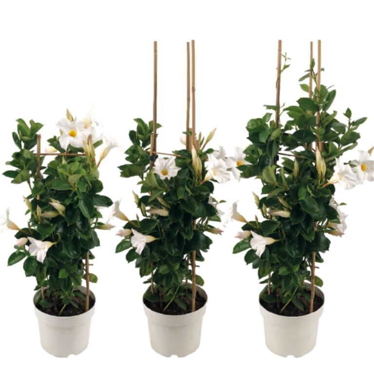 Mandevilla climbing set - Mandevilla Shop