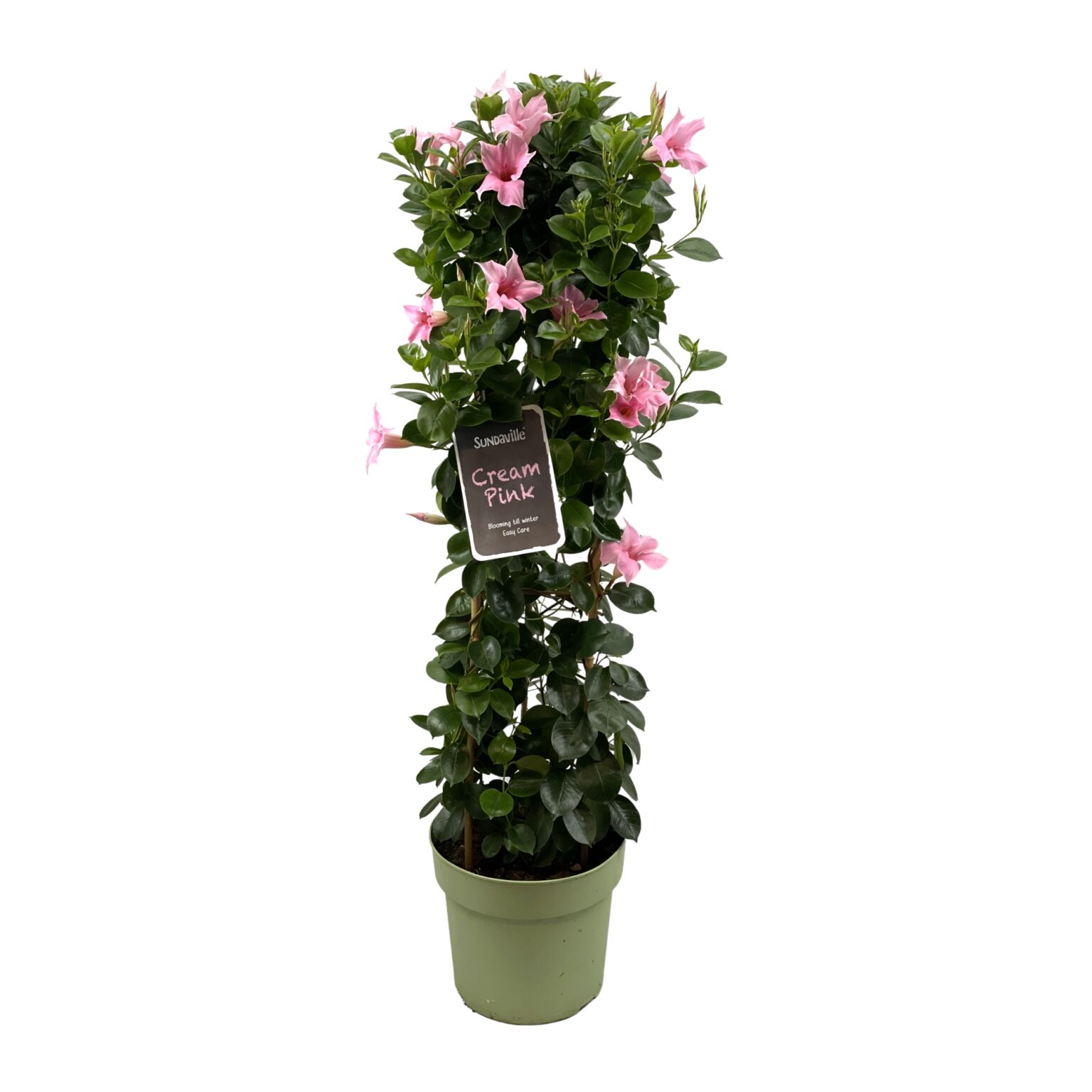 Mandevilla Cream Pink Tower XL - Mandevillashop