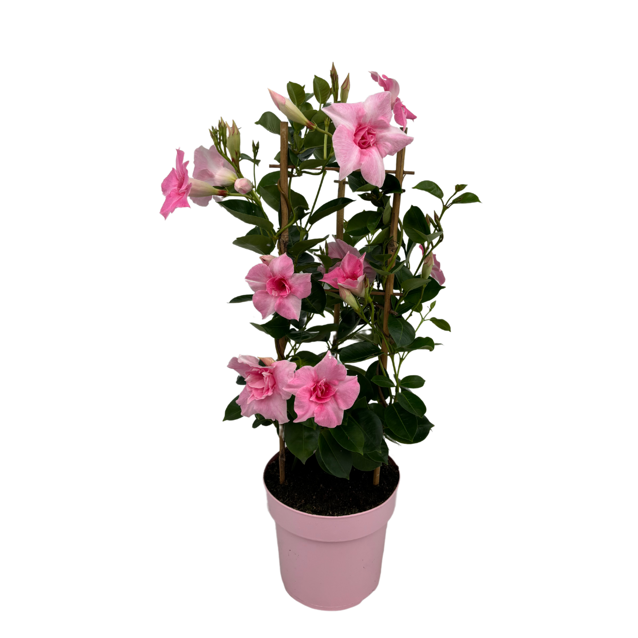 Mandevilla Shop | Dé Specialist in Mandevilla